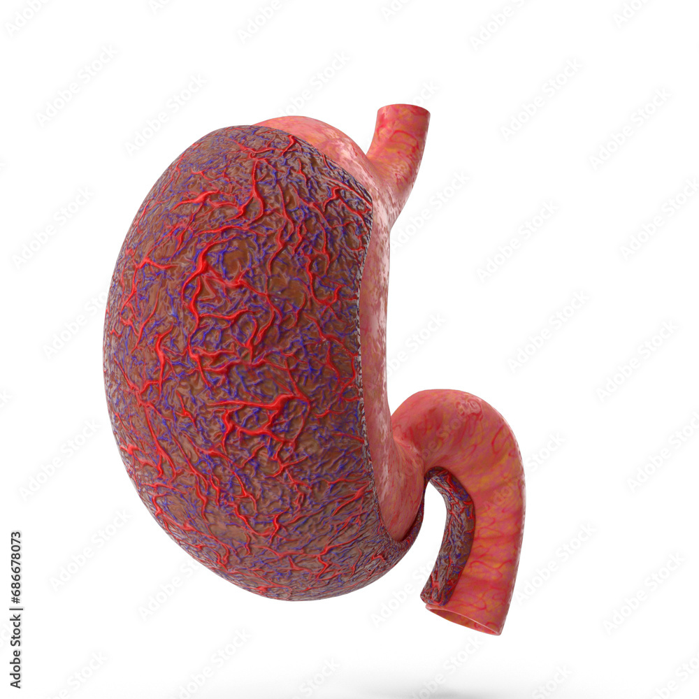 Realistic 3D Model of Human Stomach Anatomy - High-Quality PNG File ...