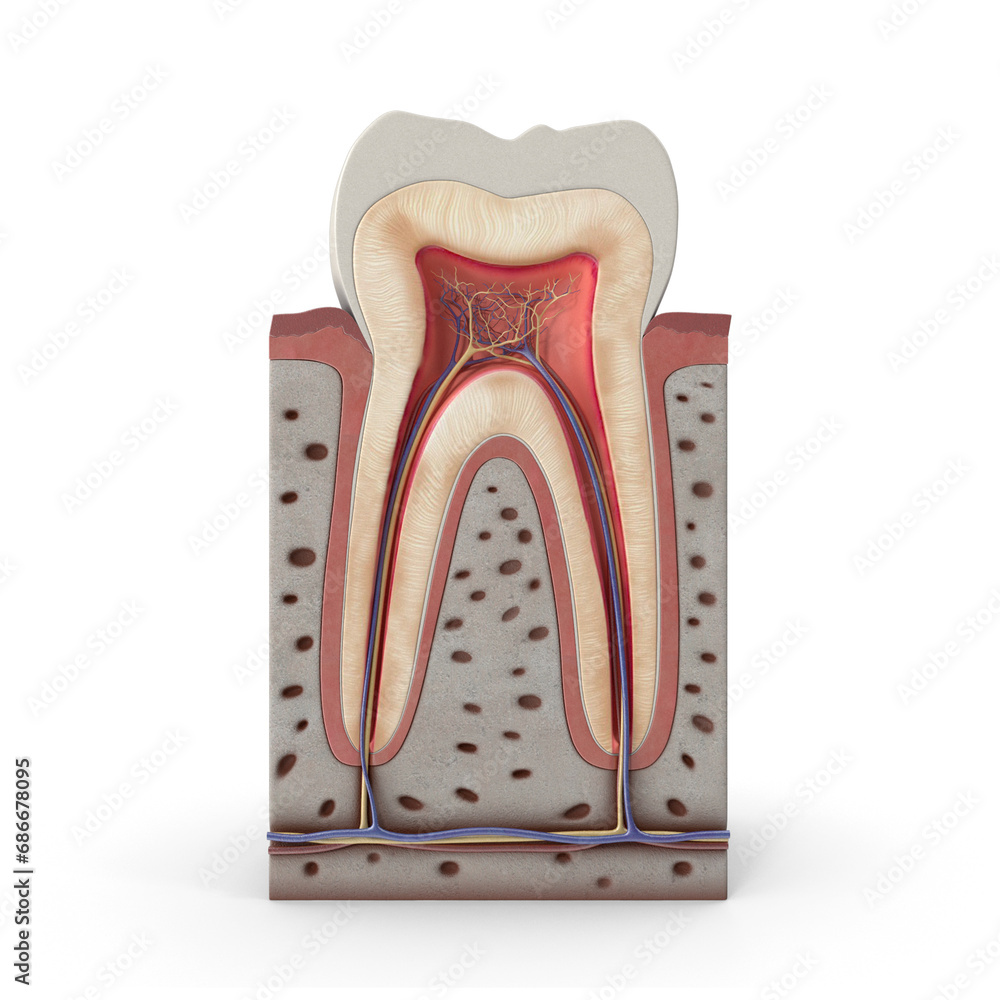 Tooth Anatomy 3D Modeling PNG File Realistic Human Anatomy Stock ...