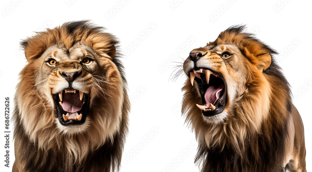 Roaring Lion with an Aggressive Look: A Set of Kingly Portraits ...