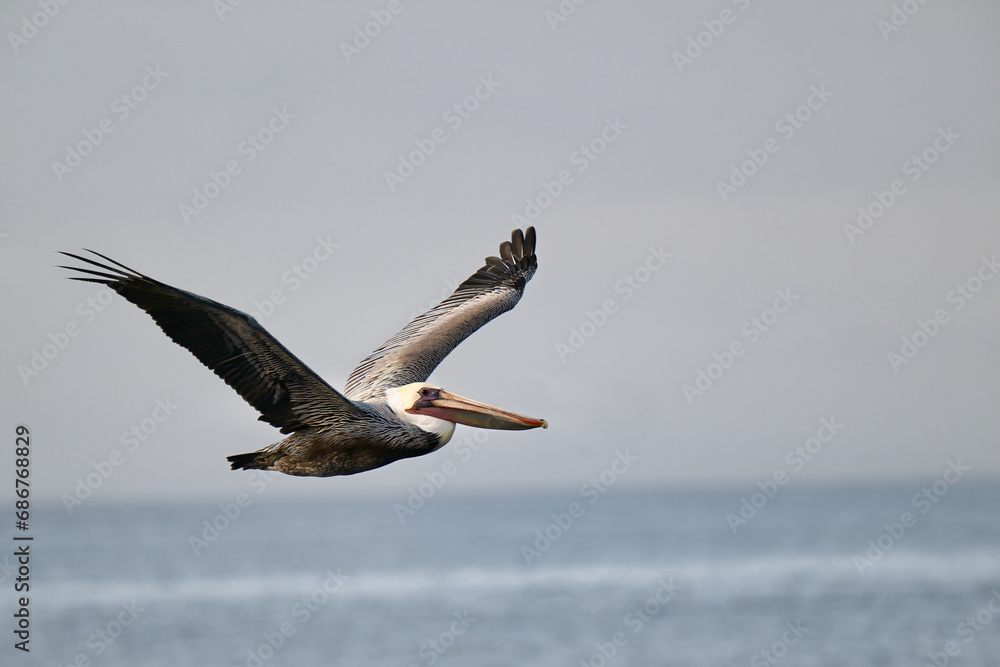 2023-11-28 A MATURE BROWN PELICAN INFLIGHT OVER THE PAIFIC OCEAN NEAR ...