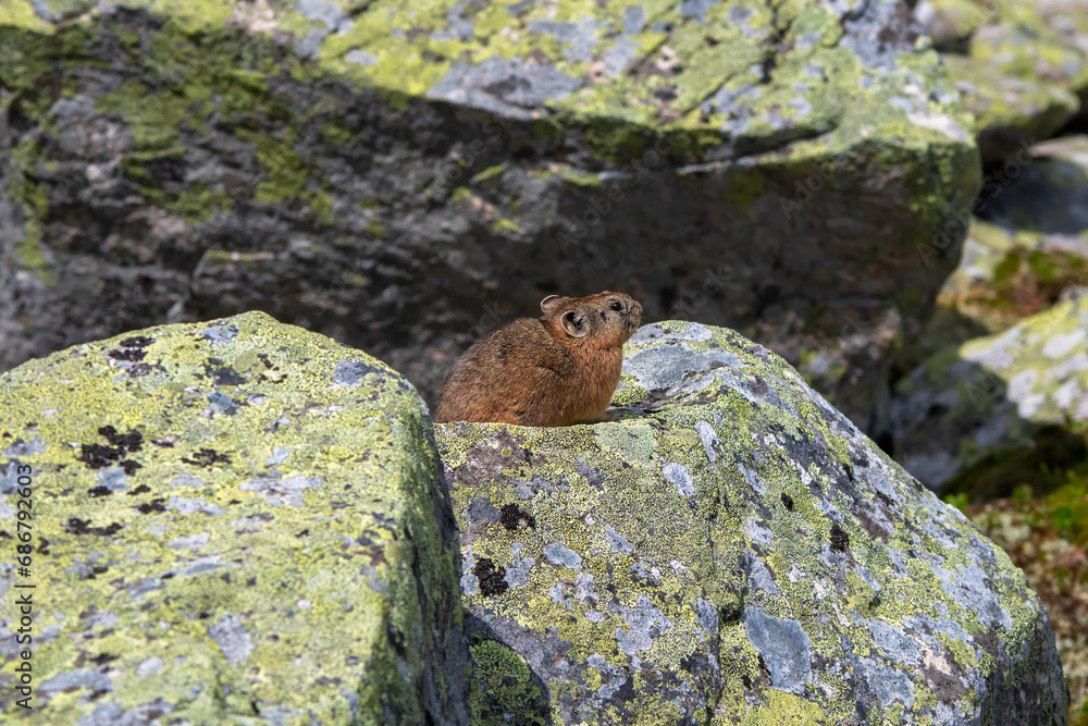 Portrait of funny Pika Ochotona collaris sits on rocky in Altai ...