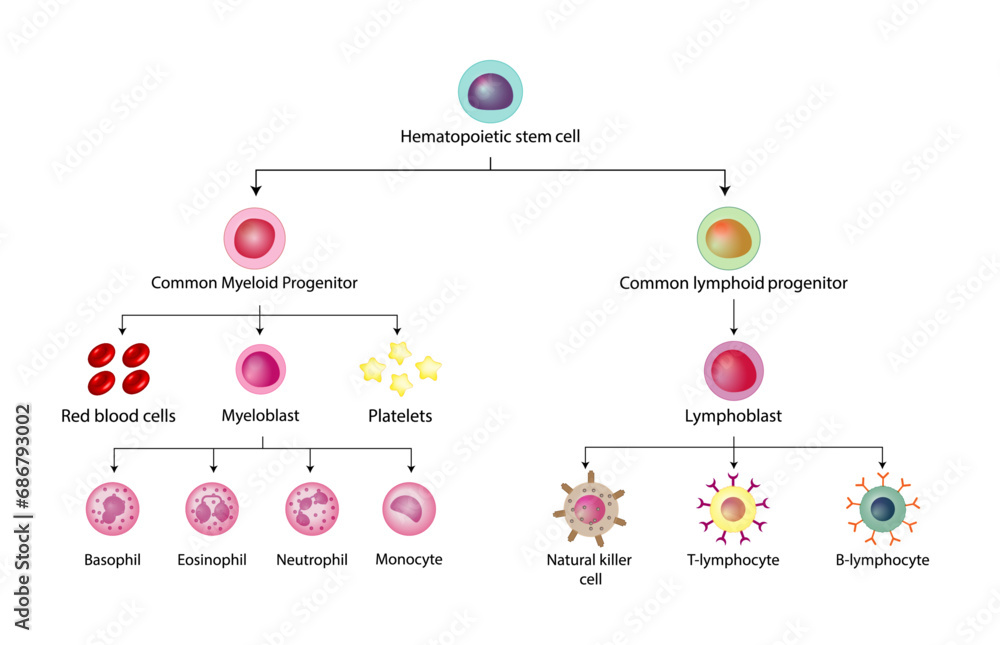 Poster Hematopoiesis, stem cell, common myeloid and lymphoid progenitor ...