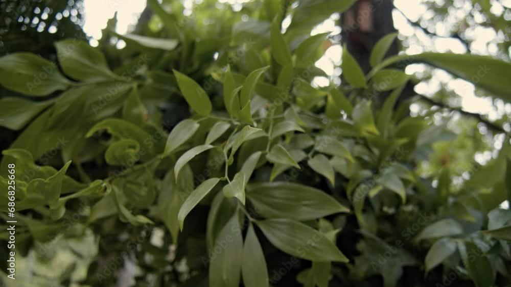 Close-up of the shiny leaves of the Nageya nagi plant. Nageia nagi is a ...