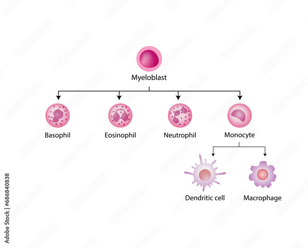 Hematopoiesis cell type scheme, myeloblast, Basophil, neutrophil, eosinophil, monocyte ...
