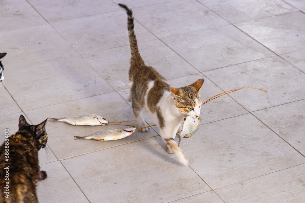 Cats carrying a fish in a market at the Houmt Souk. Stock Photo | Adobe ...