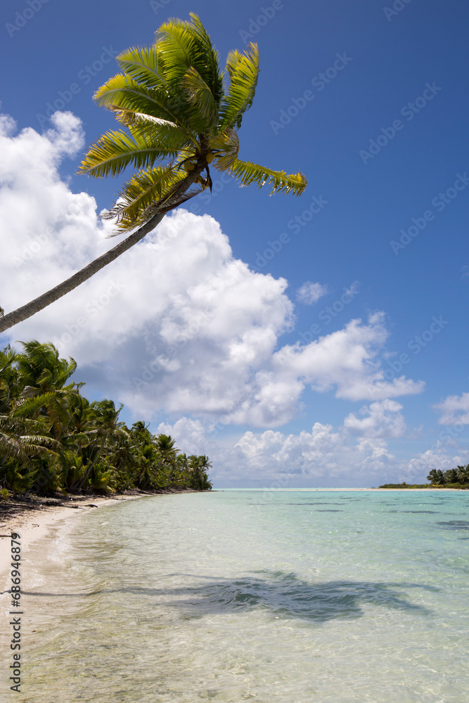 A tropical palm tree on a beach in Tahiti on a remote island with ...