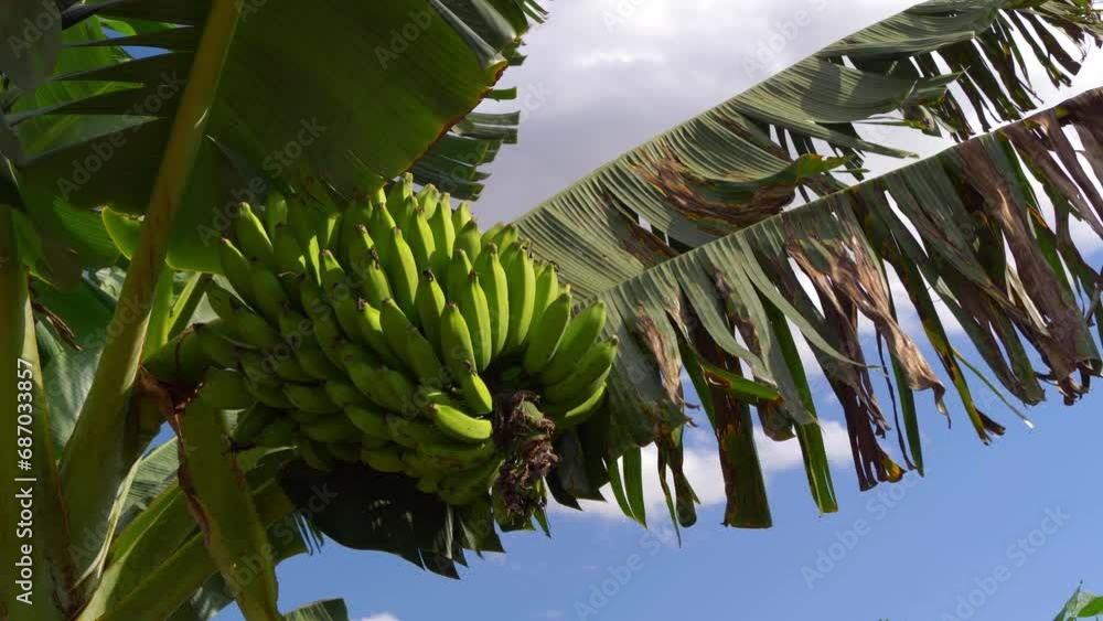 Experience the unique charm of green bananas growing on a banana tree ...