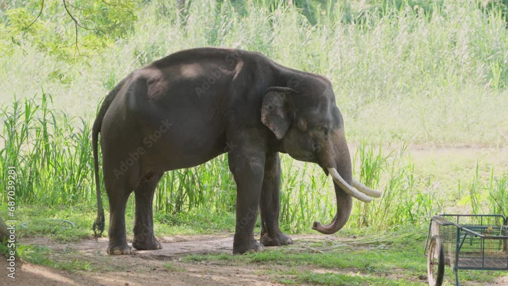 Elephant eating grass in the cage The Largest Land Animal. Cute ...