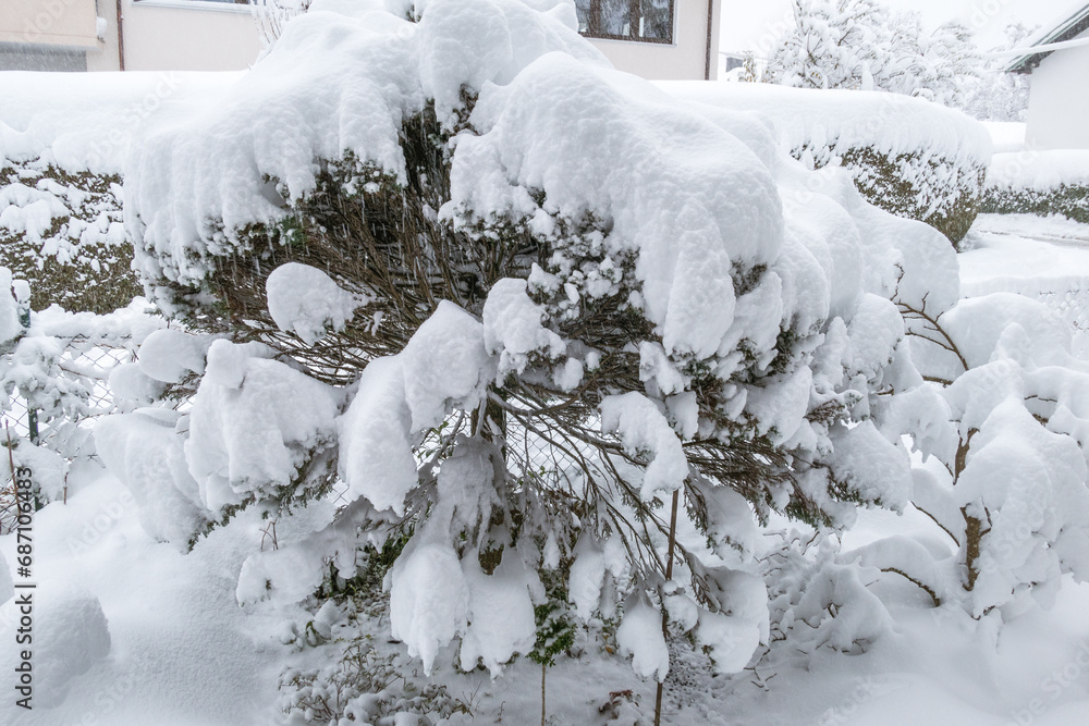 Tief verschneiter Garten im Winterm starker Schneefall, Schneebruch ...