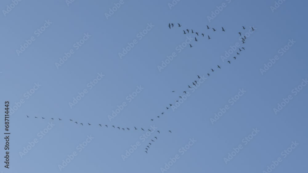 Birds Flying in V Formation. Flock of Birds in V Shaped Flight ...