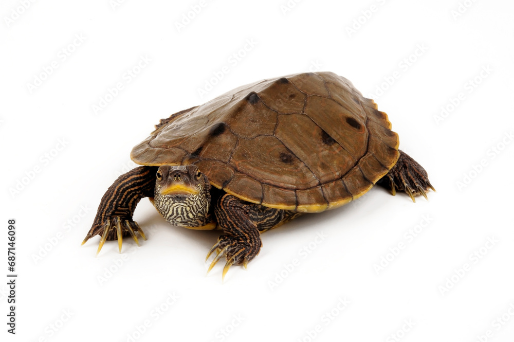 Sabine-Höckerschildkröte // Sabine Map Turtle (Graptemys sabinensis ...