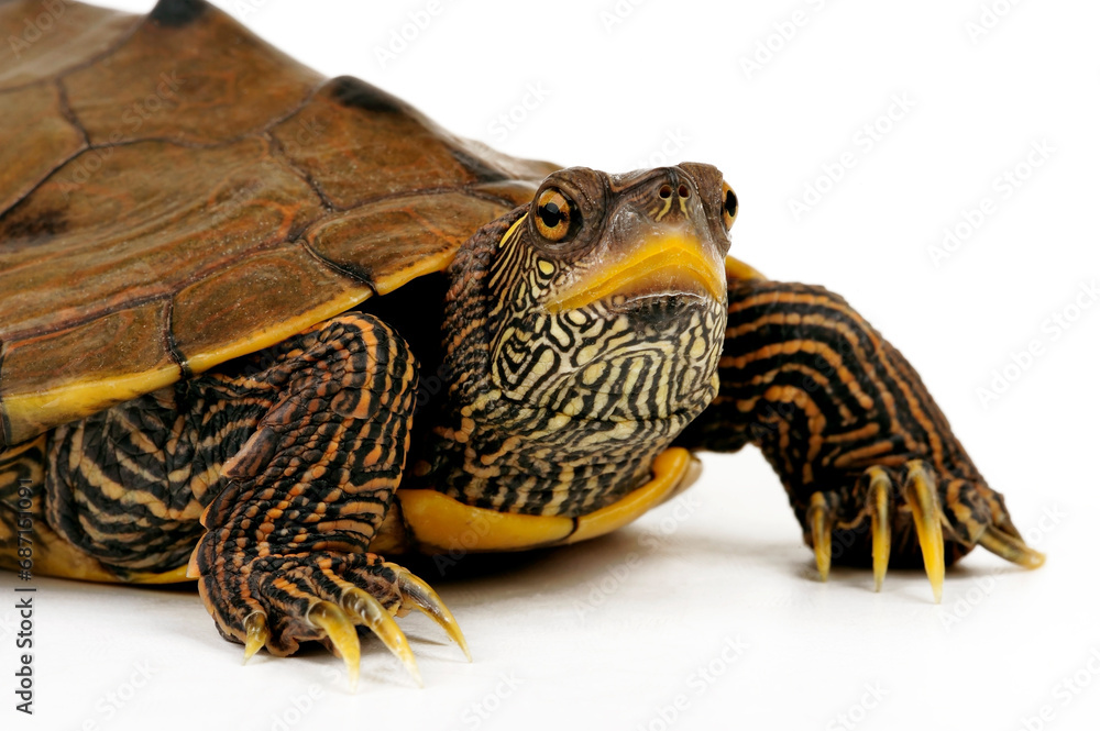 Sabine-Höckerschildkröte // Sabine Map Turtle (Graptemys sabinensis ...