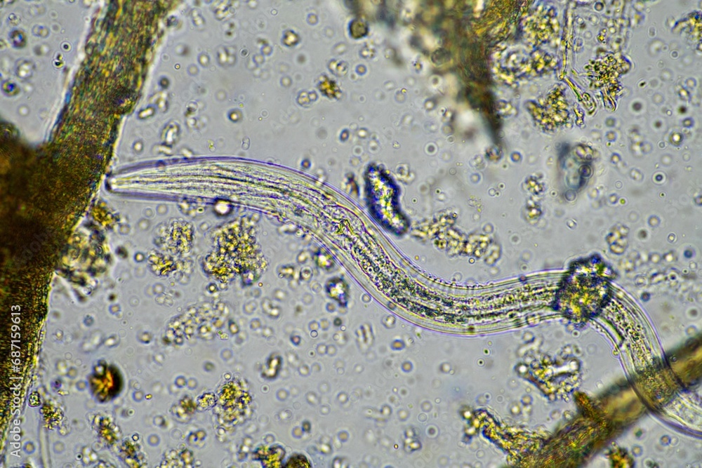 soil microorganisms including nematode, microarthropods, micro ...