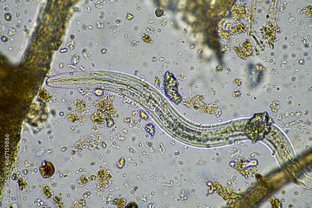 microorganisms and soil biology, with nematodes and fungi under the ...