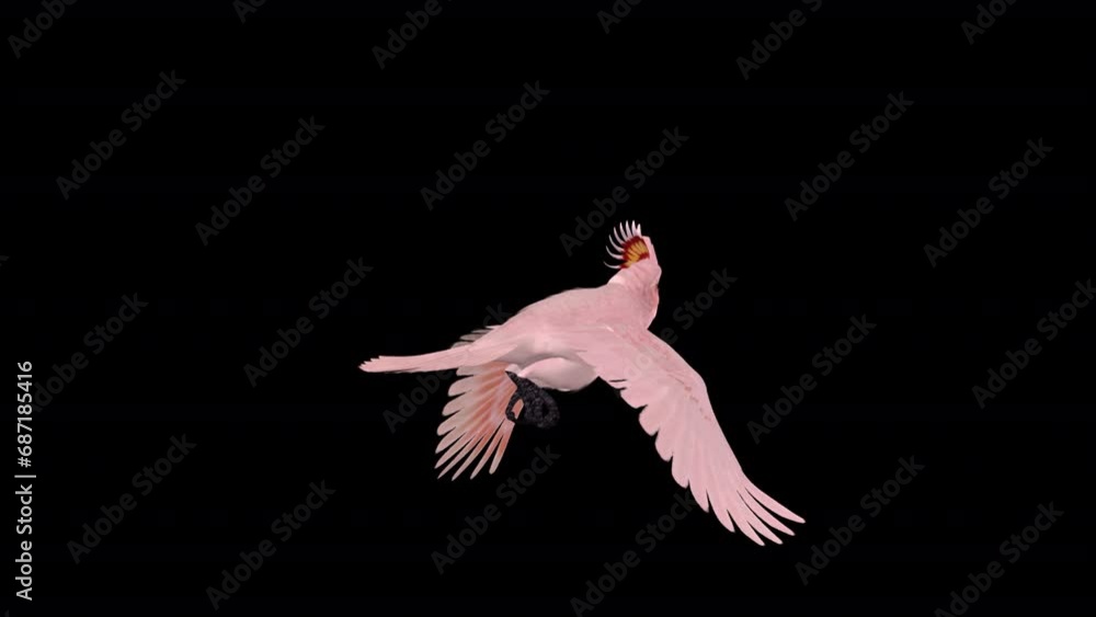 Parrot Bird - Pink Cockatoo - Flying Loop - Back Angle View CU - Alpha ...