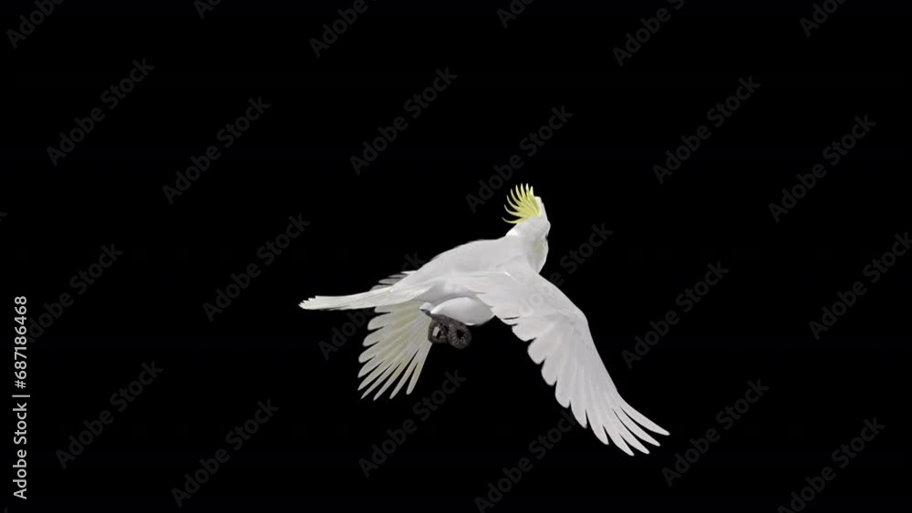 White Parrot Bird - Sulfur Crested Mathews Cockatoo - Flying Loop ...