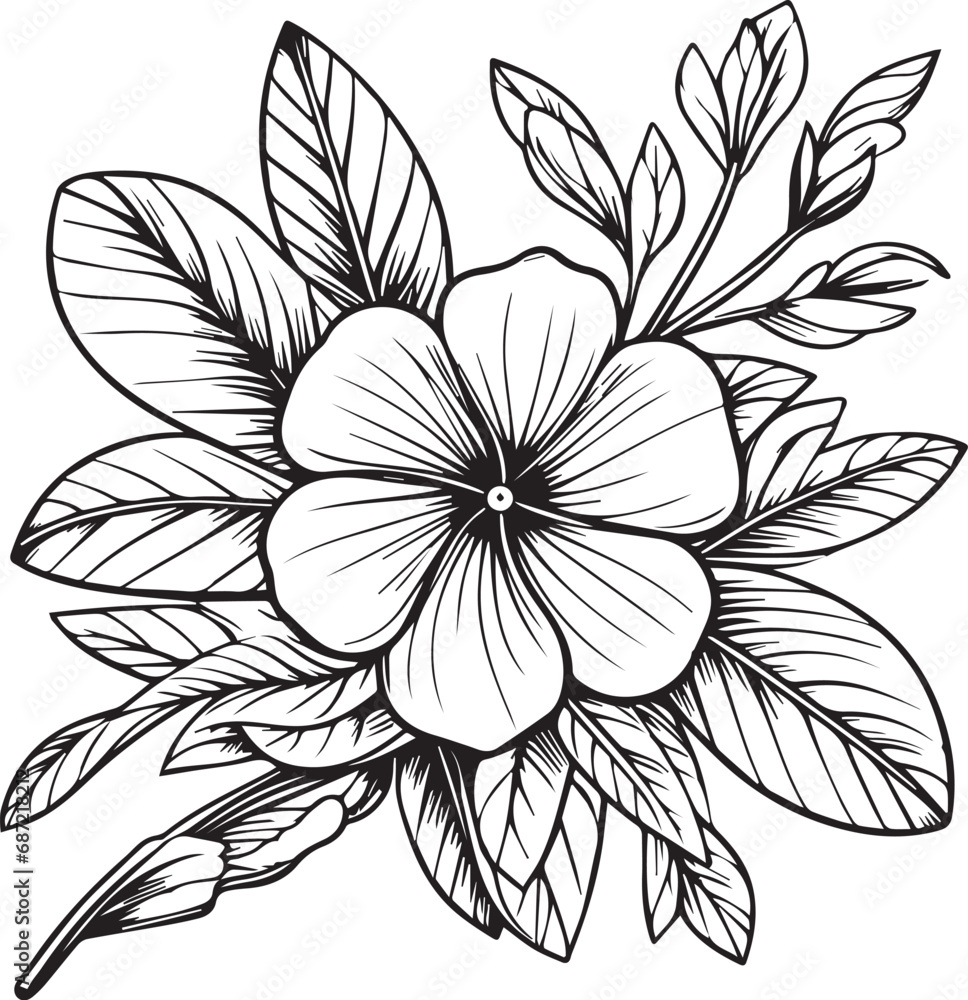 outline periwinkle drawing, periwinkle flower line drawing, clip art ...
