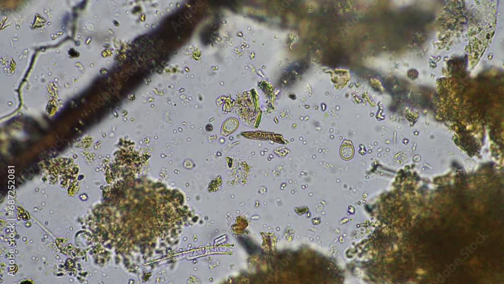 Soil under the microscopy, looking at sand, silt and clay and soil ...