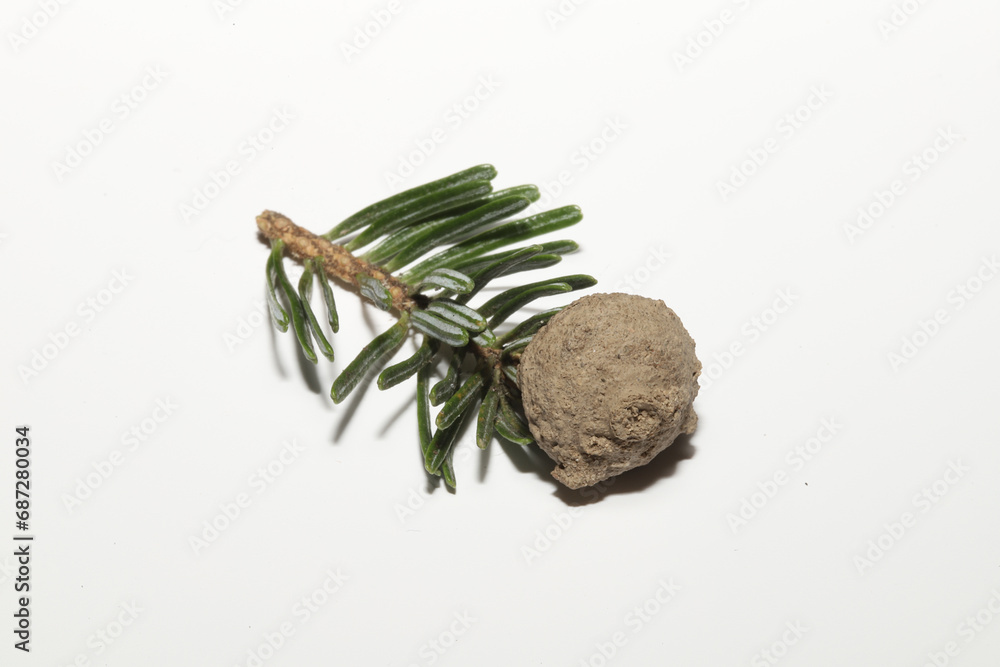 Mud nest constructed by a potter wasp (Eumenine) as a brood chamber ...