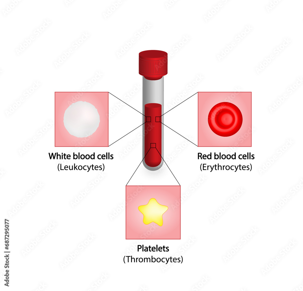 Blood Composition. Red Blood cells, erythrocytes, platelets ...