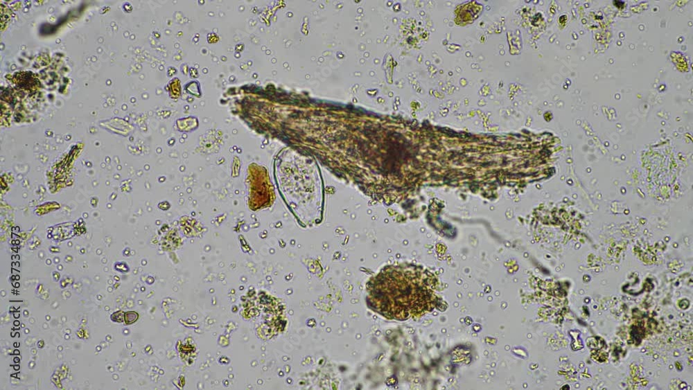 Soil under the microscopy, looking at sand, silt and clay and soil ...