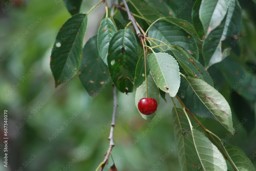 Lonely cherry on a cherry tree. A medium sized red drupe grew and ...