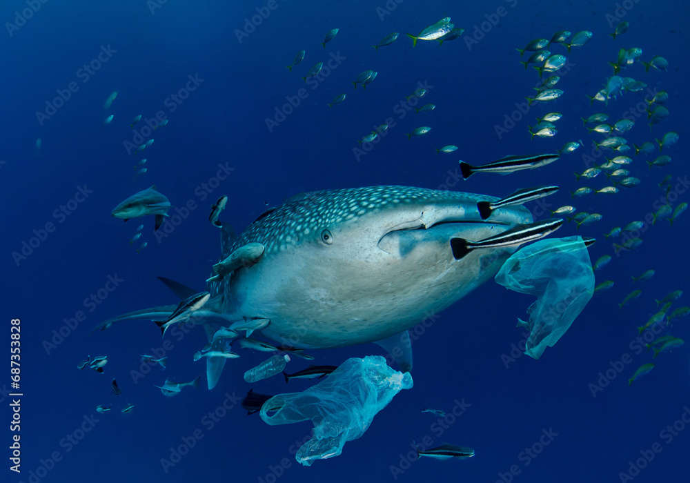 Whale shark (Rhincodon typus) and several slender sharksucker (Echeneis ...