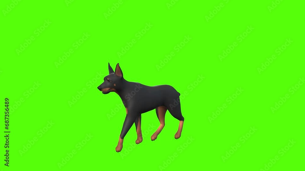 Dog Doberman Trot Green Screen Animation 3D Rendering vídeo do Stock ...