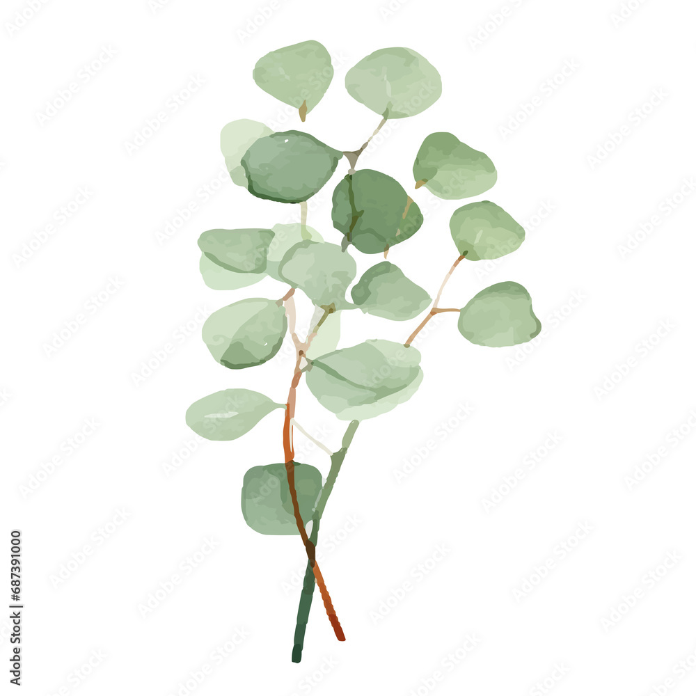 Watercolor Eucalyptus clipart, Eucalyptus leaves, Eucalyptus branches ...