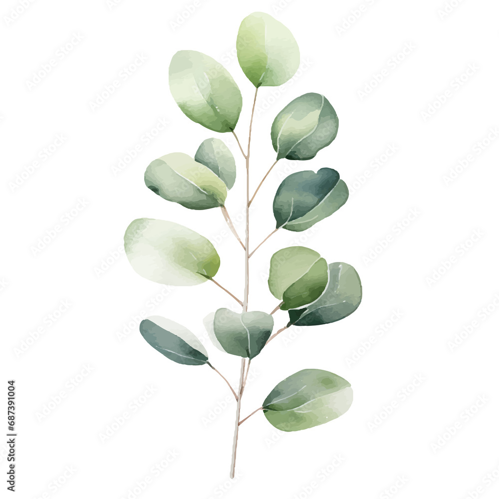 Watercolor Eucalyptus clipart, Eucalyptus leaves, Eucalyptus branches ...