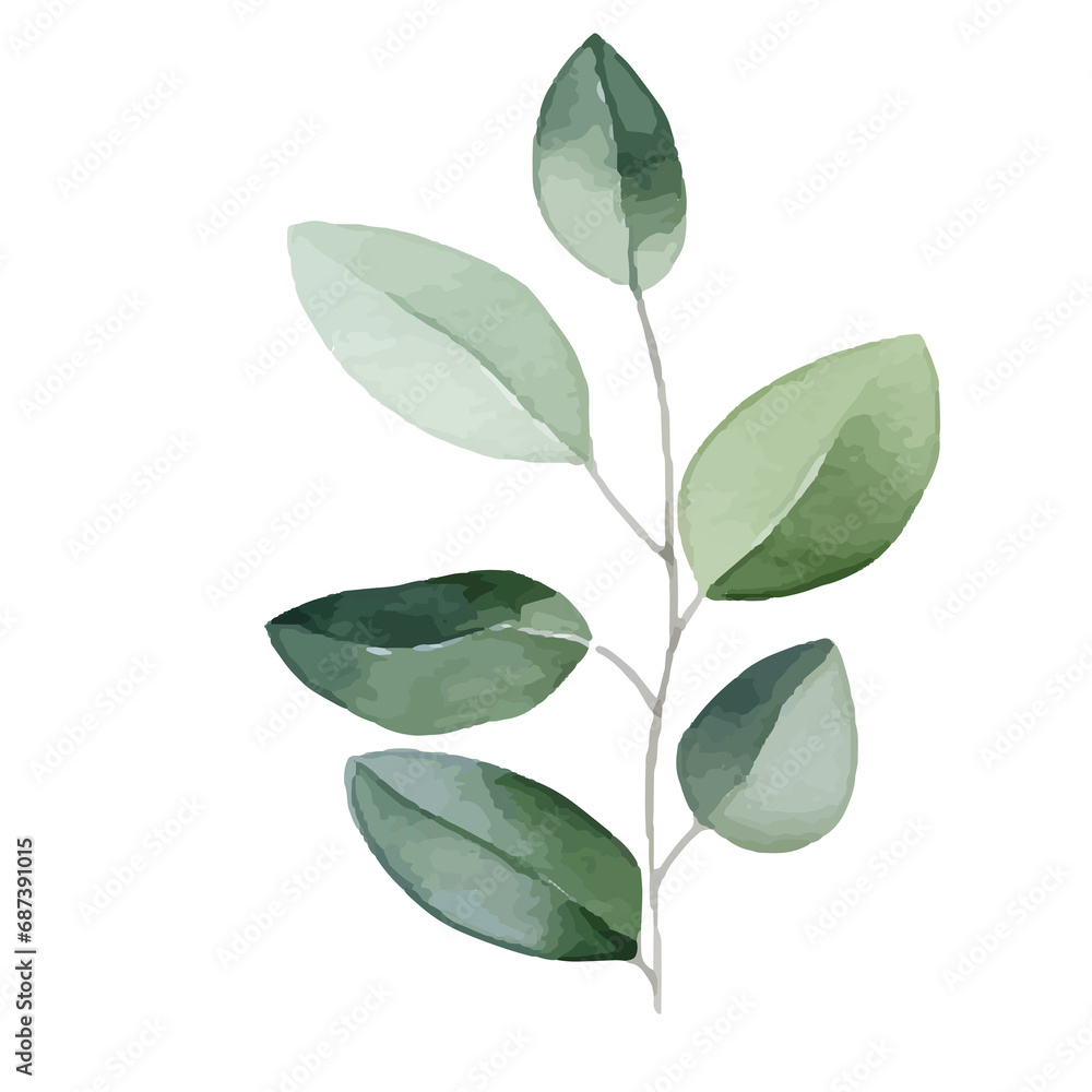 Watercolor Eucalyptus clipart, Eucalyptus leaves, Eucalyptus branches ...