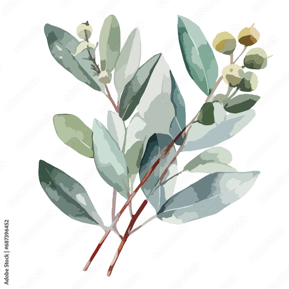 Watercolor Eucalyptus clipart, Eucalyptus leaves, Eucalyptus branches ...