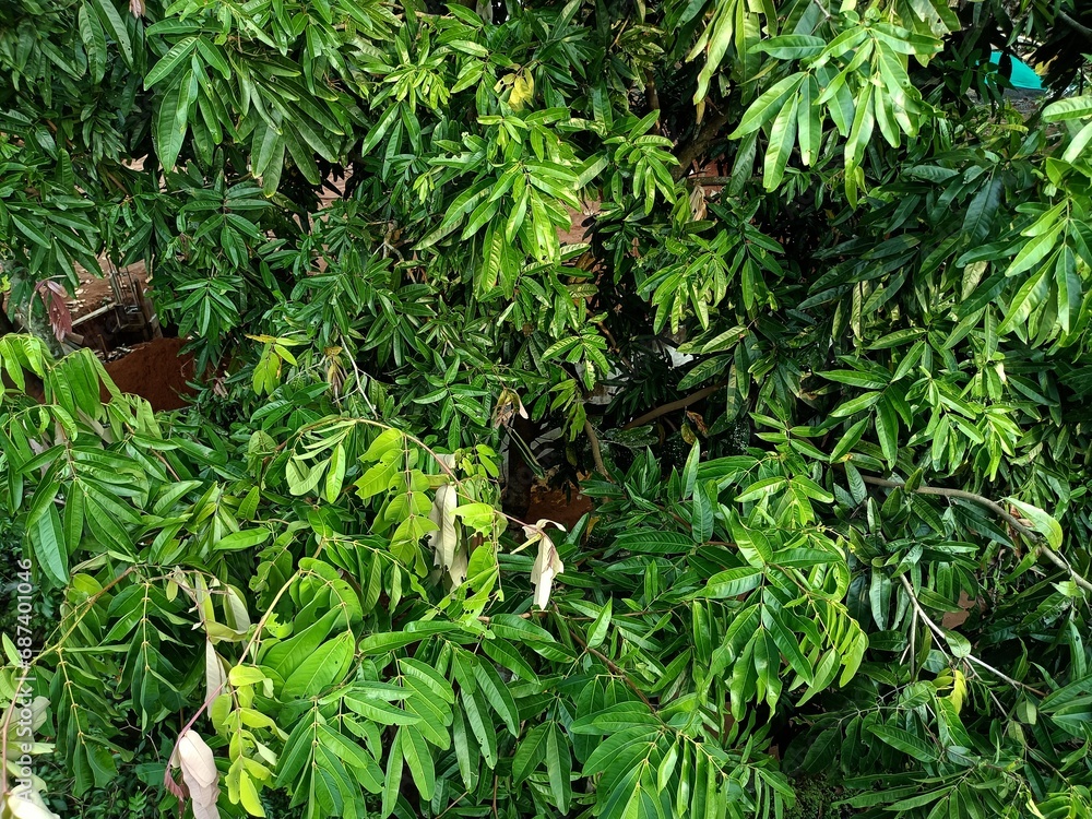 Saraca asoca, commonly known as the ashoka tree, is a plant belonging ...