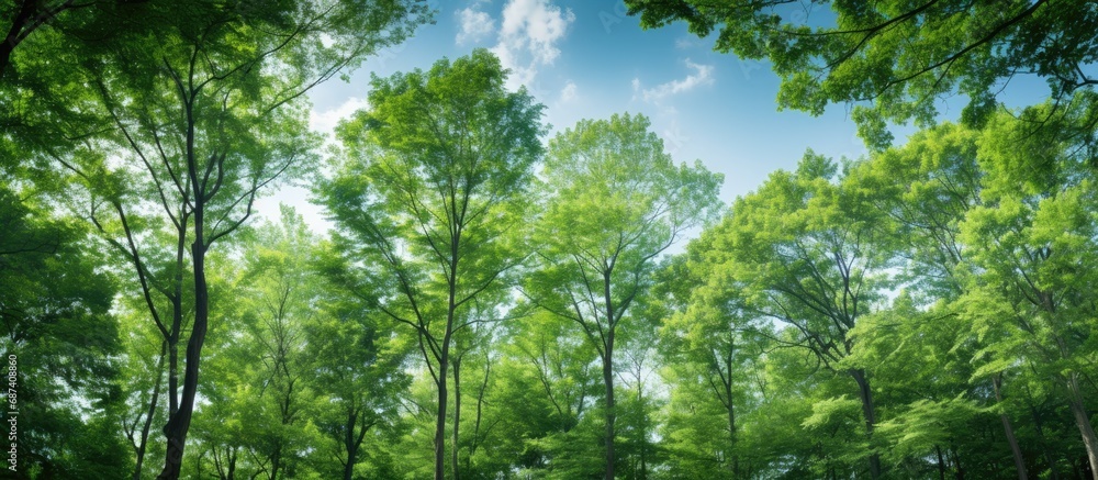 Trees in forests have diverse benefits such as capturing carbon and ...