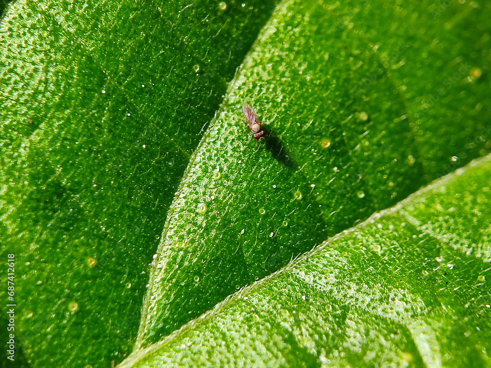 insect, macro, animal, mosquito, nature, bug, closeup, spider, ant ...