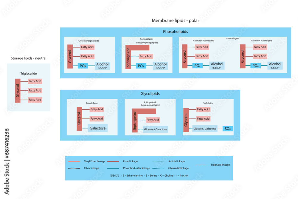 Diagram showing classification of lipids - storage lipids, membrane ...