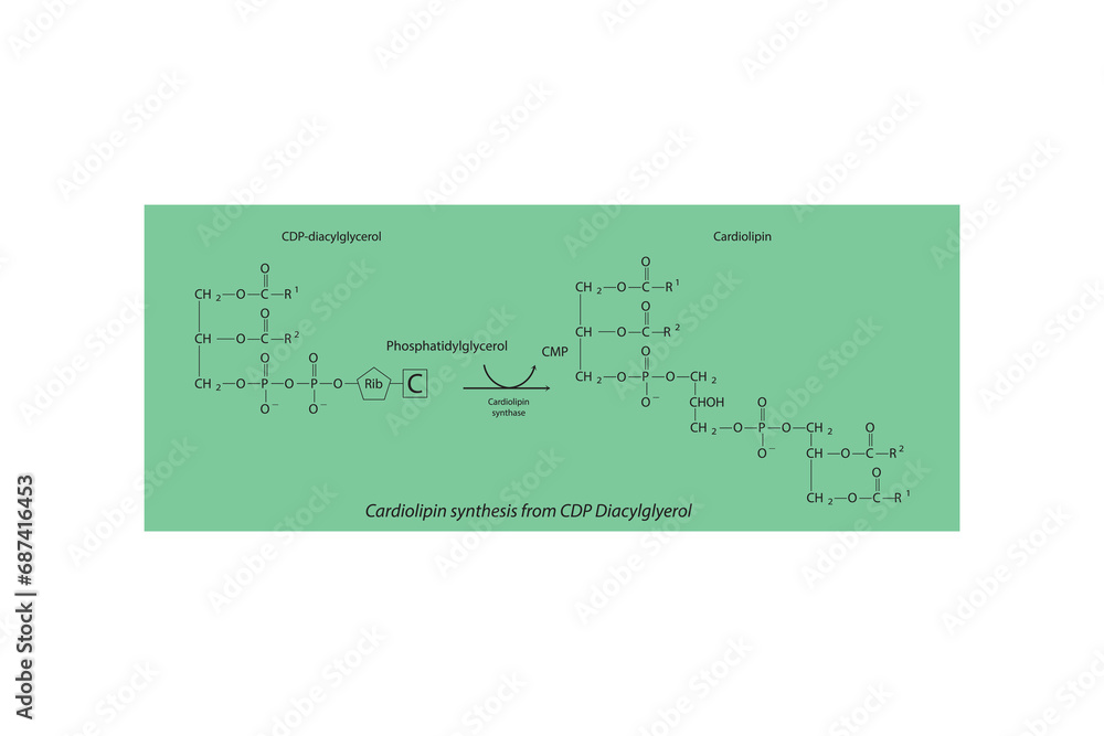 Schematic molecular diagram of Cardiolipin synthesis from CDP ...