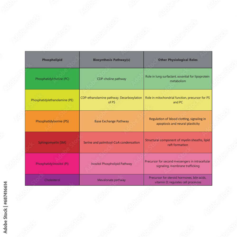 Table showing Phospholipids types, biosynthesis pathways and biological ...