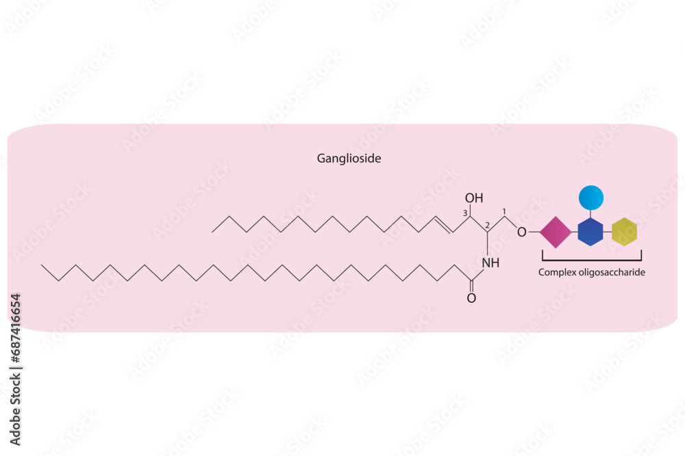 Diagram showing schematic molecular structure of Ganglioside pink ...