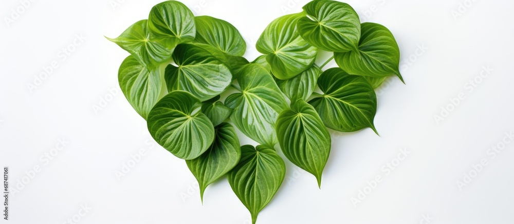 Betel leaf is a heart-shaped plant that grows in tropical and sub ...