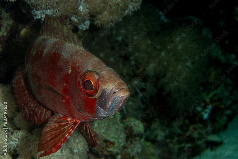 Bloch's bigeye / paeony bulleye / blotched bigeye (Priacanthus blochii ...