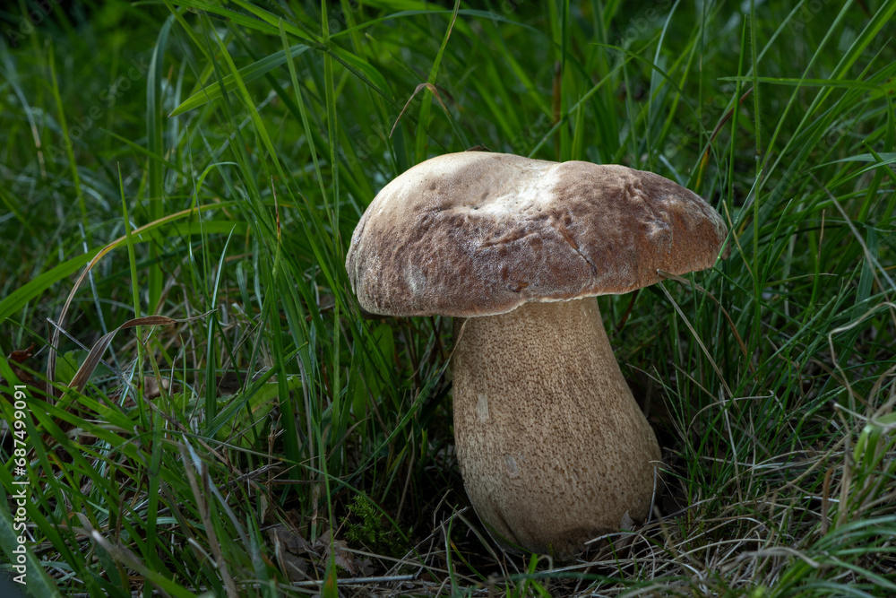 Edible wild fungus Boletus reticulatus, also known as oak mushroom ...
