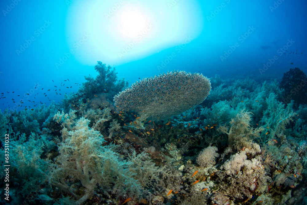 Beautiful table coral (Acropora sp) surrounded by Broccoli corals ...