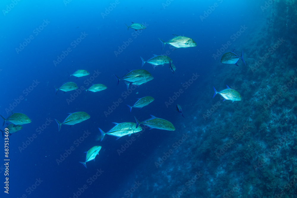 A shoal of the bluefin trevally / bluefin jack / bluefin kingfish ...