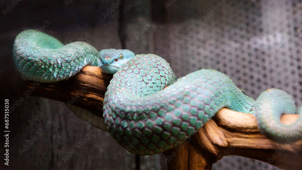 White - lipped Island Pit Viper. A light green shiny snake. Males have ...
