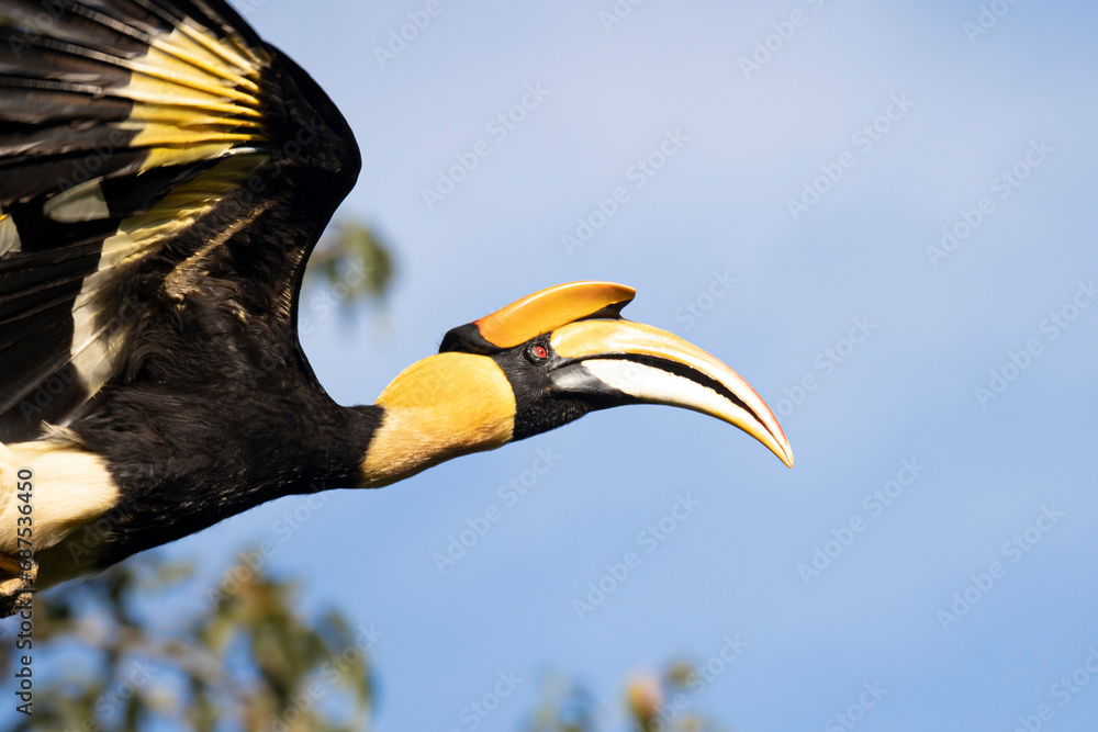 Beautiful adult male Great hornbill, also known as concave-casqued hornbill, great Indian ...