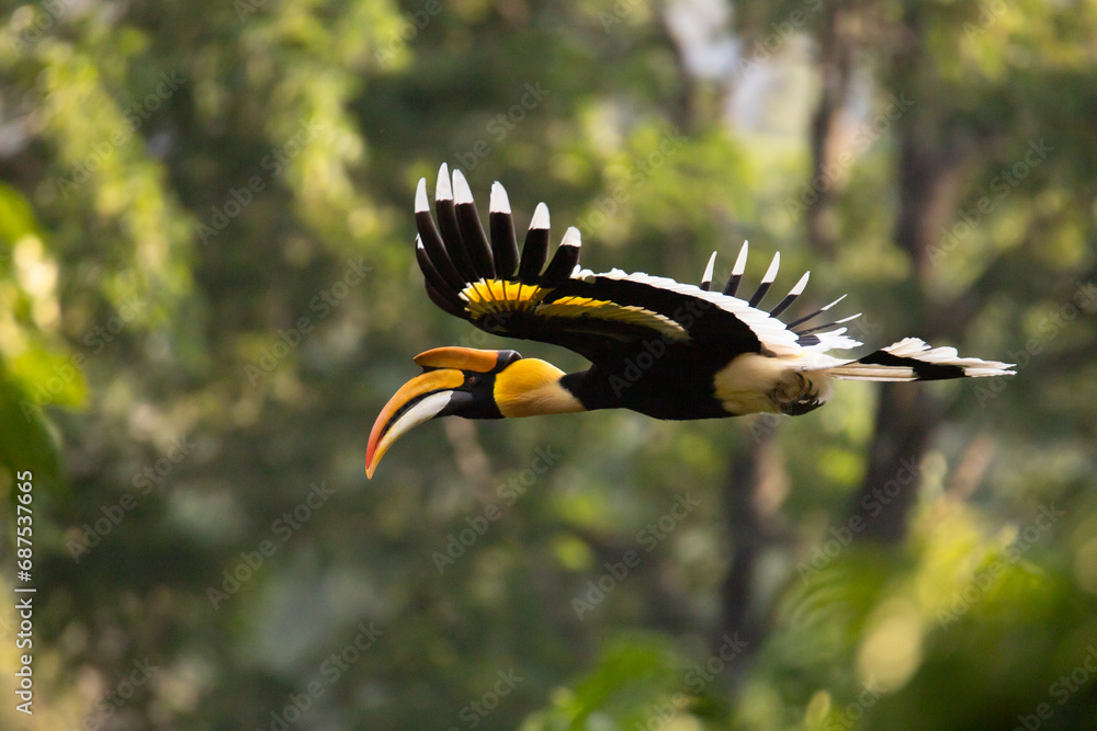 Beautiful adult male Great hornbill, also known as concave-casqued ...