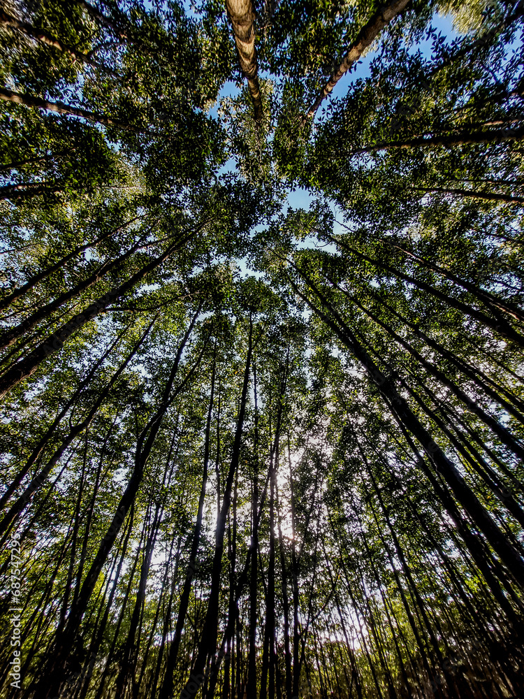 Photo up to the tree top shot from below. Treetops seen from a low ...