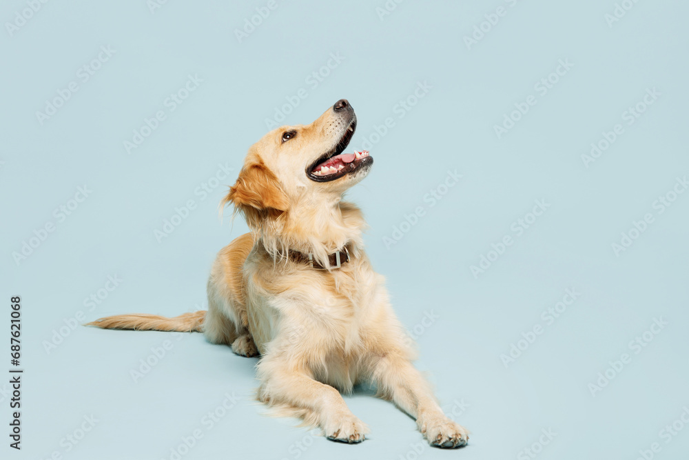 Full body cutie adorable lovely purebred golden retriever Labrador dog ...