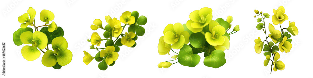Creeping Jenny flower clipart collection, vector, icons isolated on ...
